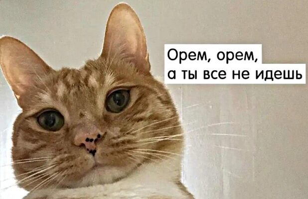 Лучшие мемы с котами (70 картинок) 🔥 Pinme.ru