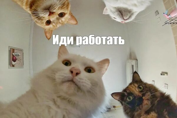 Лучшие мемы с котами (70 картинок) 🔥 Pinme.ru